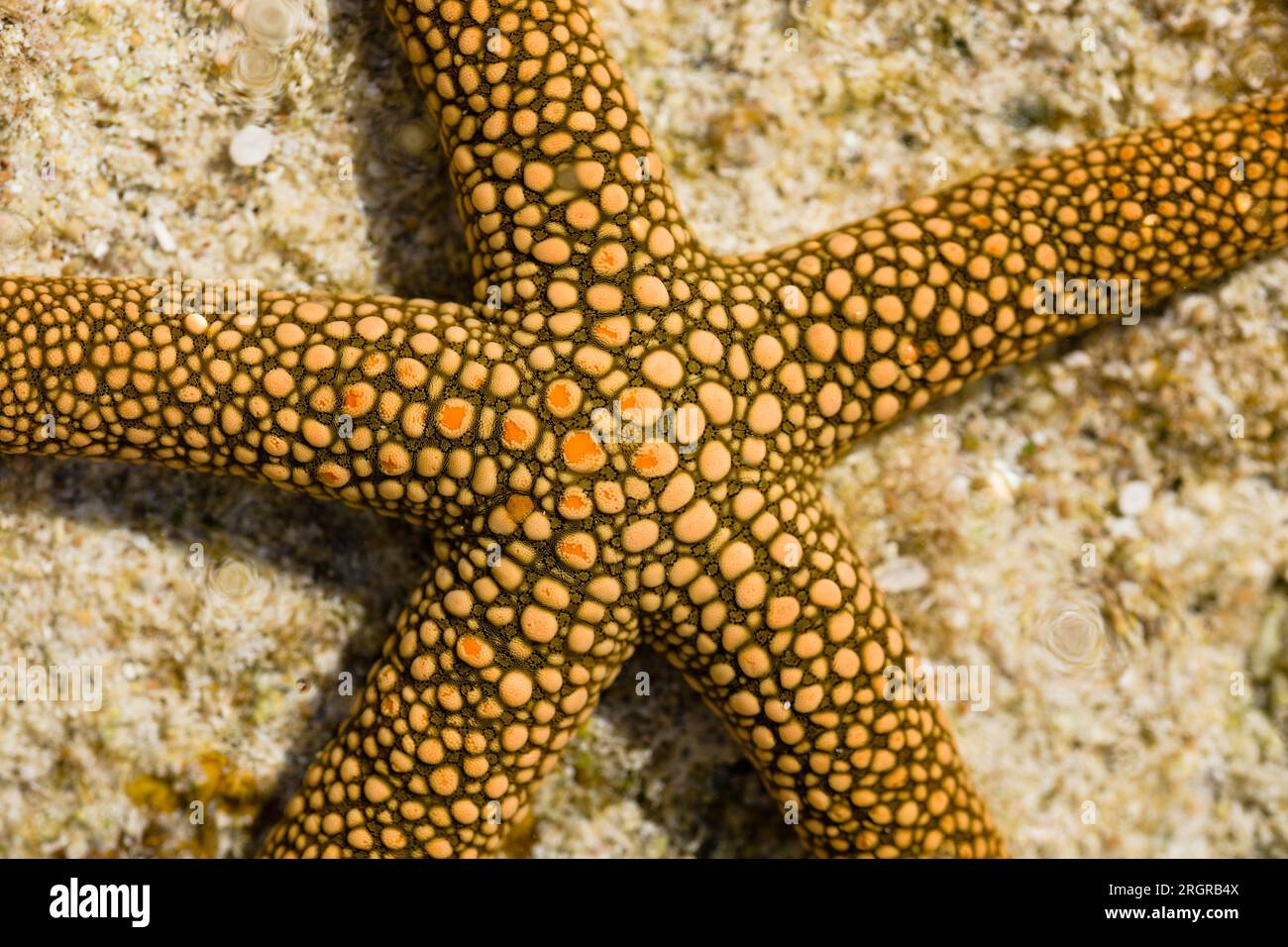New Caledonian Star - Nardoa novacaledoniae - just below the surface of ...