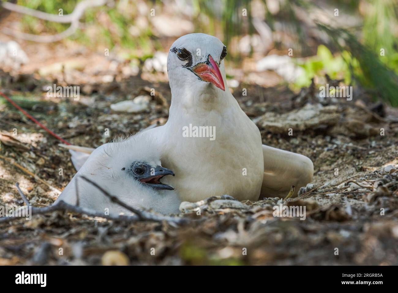 A Red-tailed Tropicbird - Phaethon rubricauda - chick, is made to feel ...