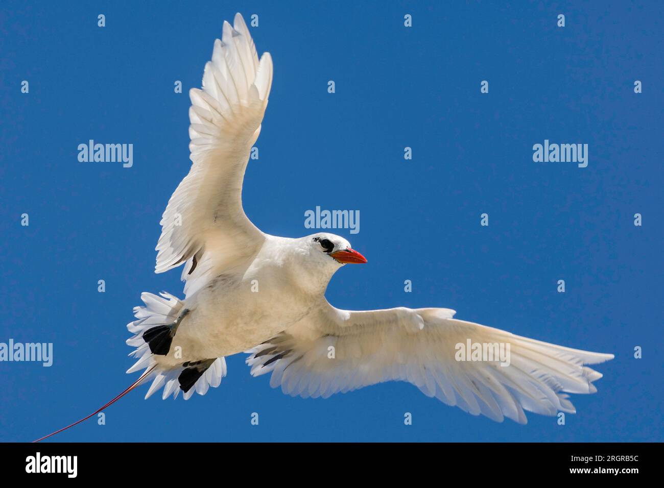 Red-tailed tropicbird - Phaethon rubricauda wings forward as it comes ...