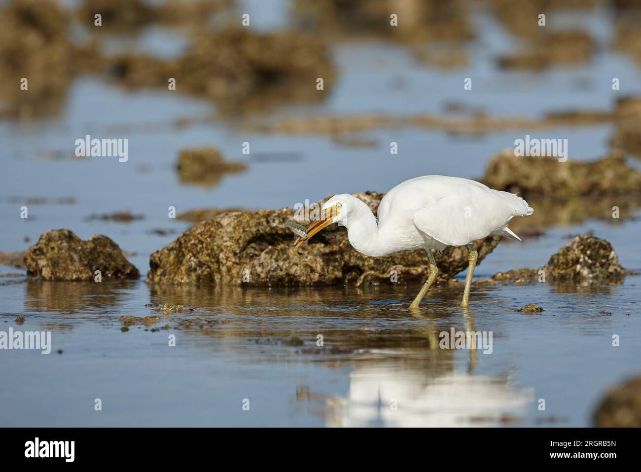 A Pacific Reef Heron - Egretta sacra -with small fish in its long ...
