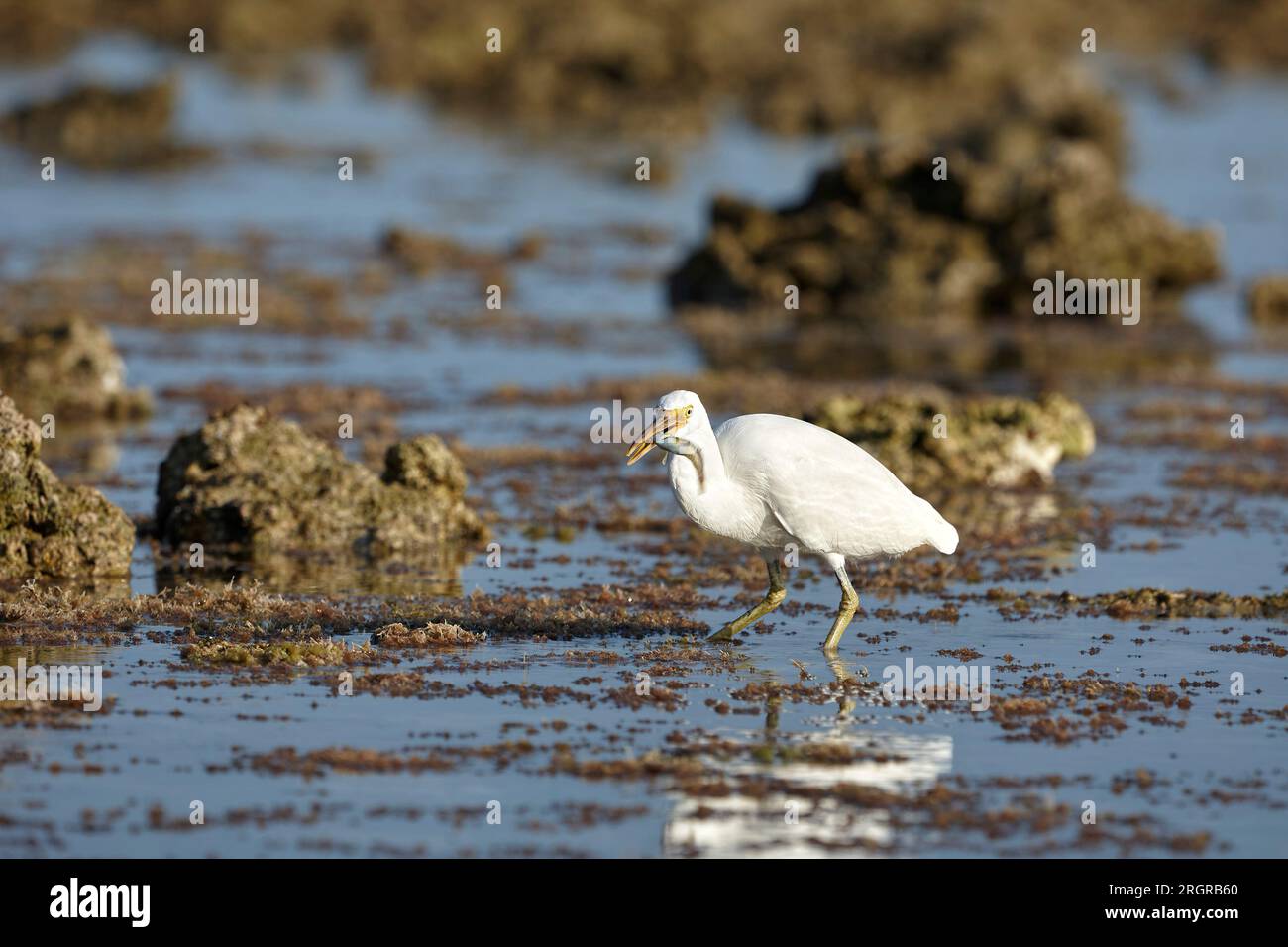 A Pacific Reef Heron - Egretta sacra -with small fish in its long ...