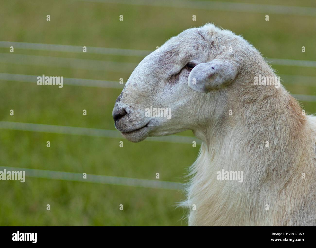 Full grown Katahdin sheep ram that is an environmentally friend ...