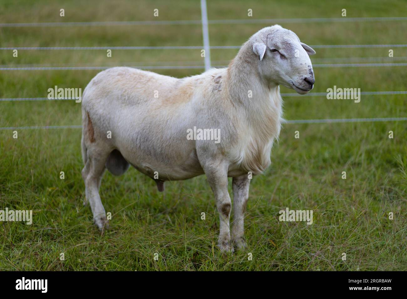 Grown Katahdin sheep ram that looks like it is posting on its grassy ...