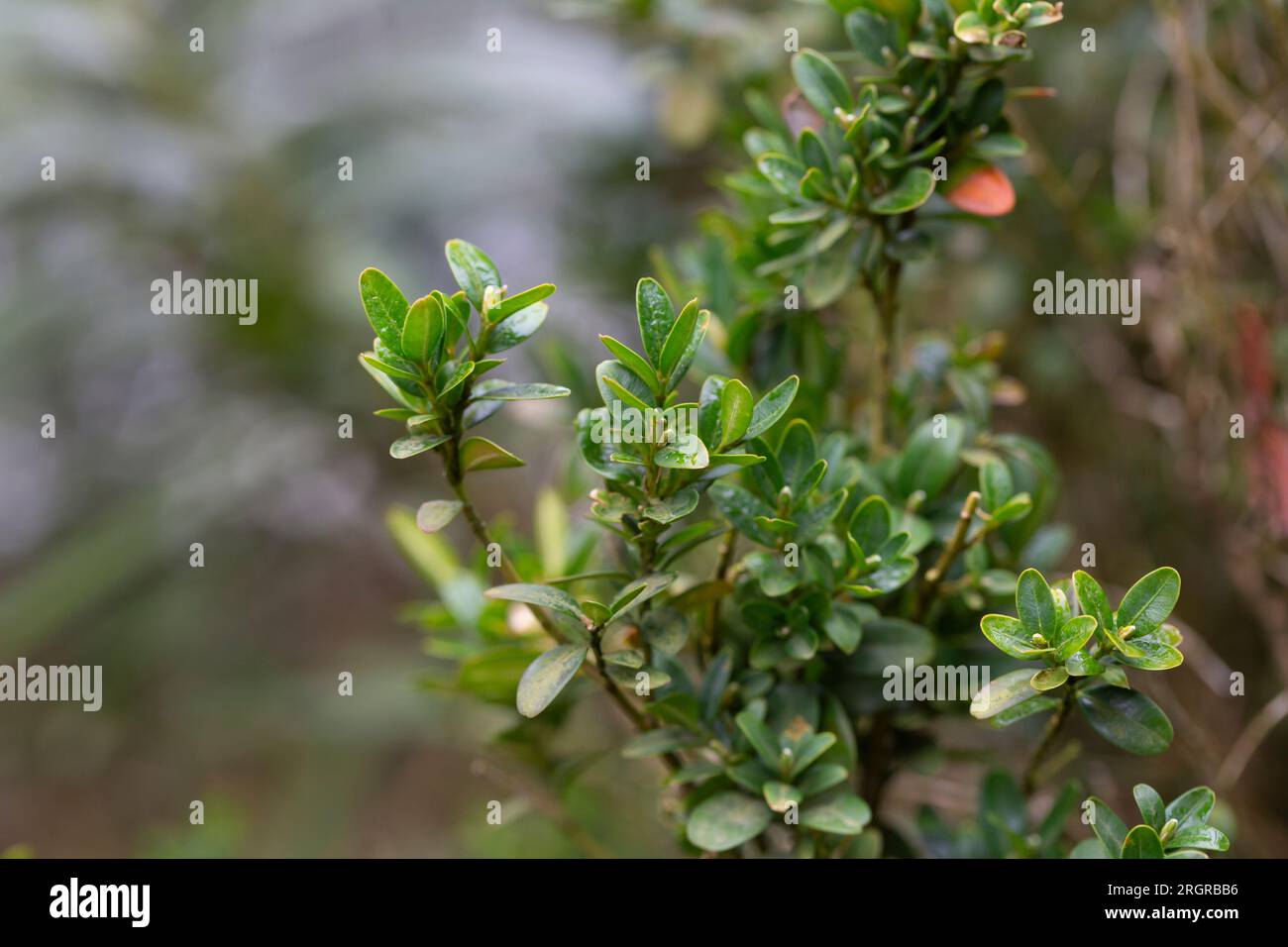 Fresh green buxus (Buxus sempervirens) leaves. Close-up of evergreen ...