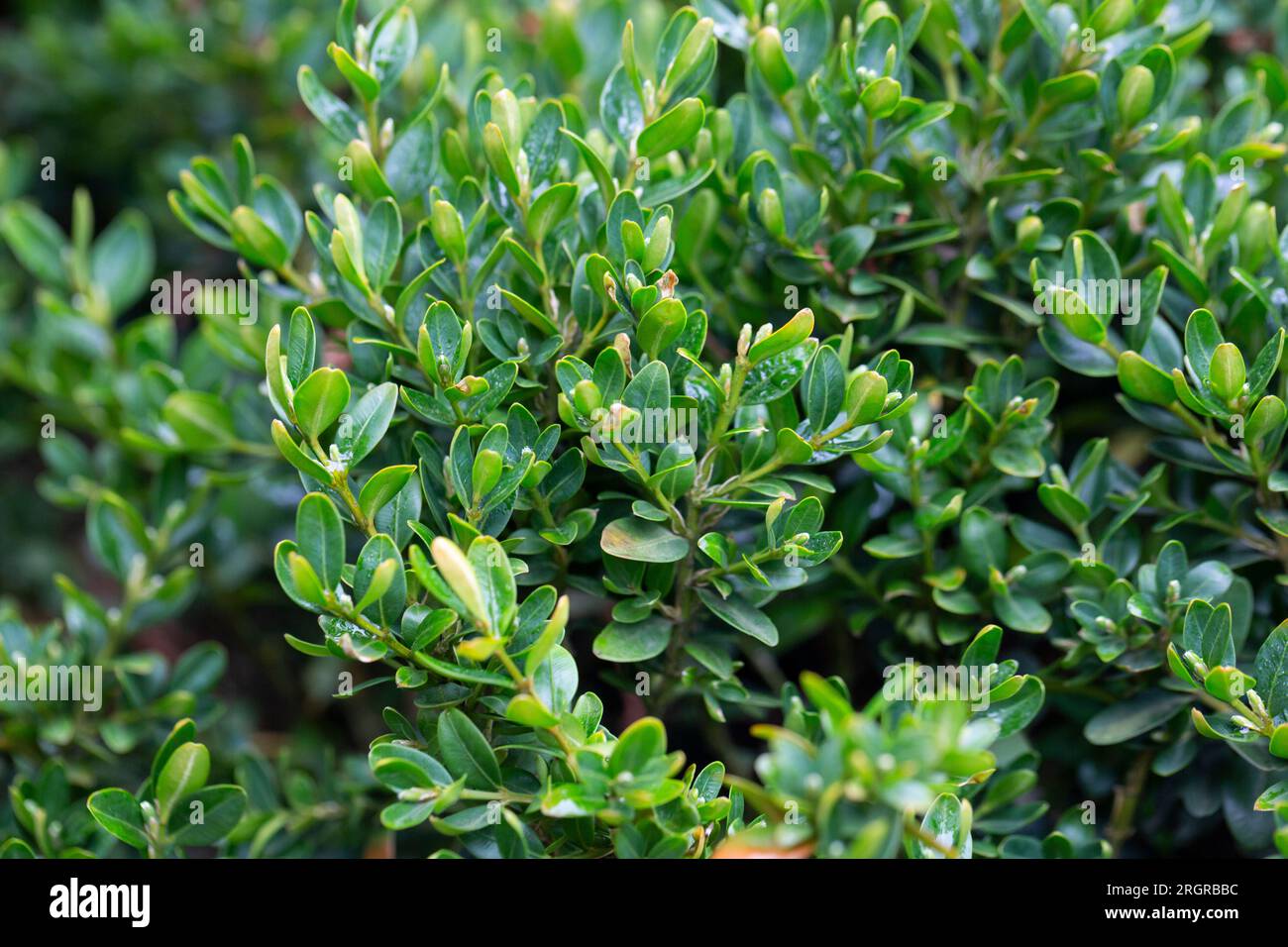 Fresh green buxus (Buxus sempervirens) leaves. Close-up of evergreen ...