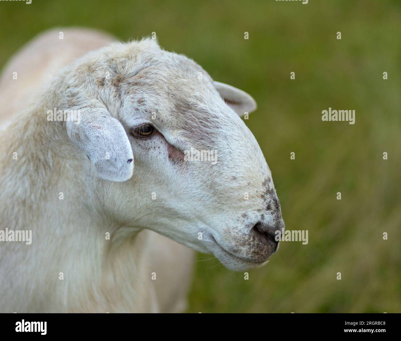 Katahdin ram hi-res stock photography and images - Alamy