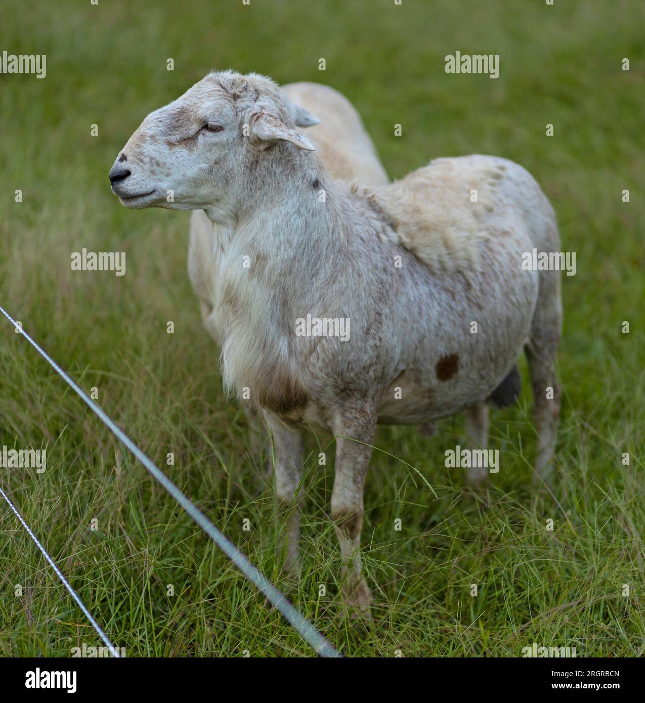 Full grown male Katahdin sheep standing at the edge of its grassy ...