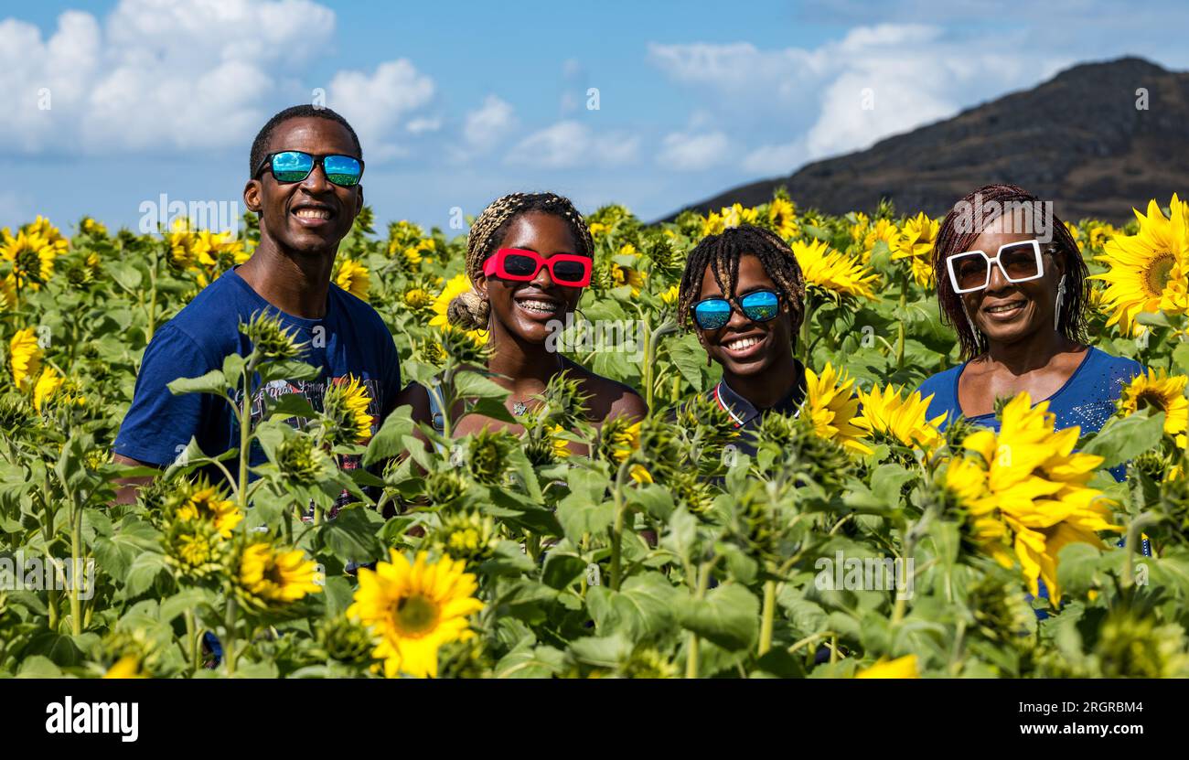 Balgone Farm, East Lothian, Scotland, UK, 11th August 2023. Balgone ...
