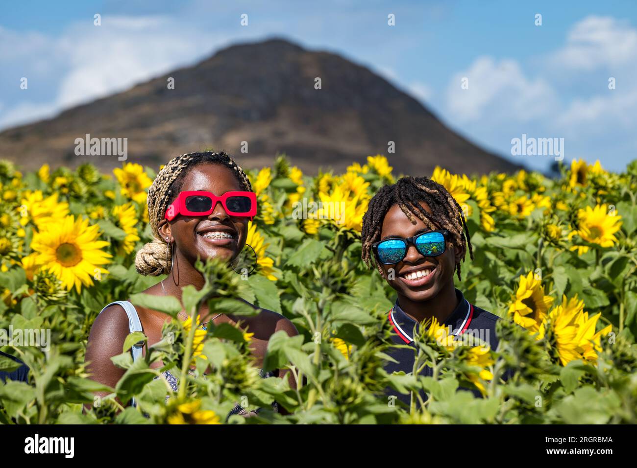Balgone Farm, East Lothian, Scotland, UK, 11th August 2023. Balgone ...