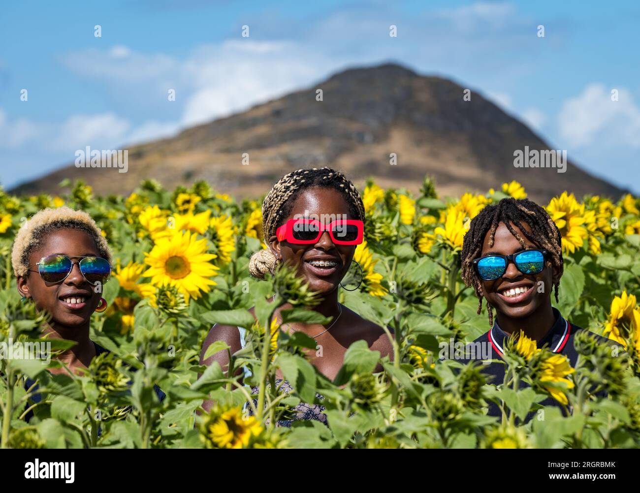 Balgone Farm, East Lothian, Scotland, UK, 11th August 2023. Balgone ...