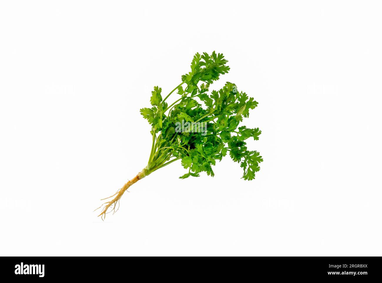 Bunch of natural fresh coriander leaves over white background Stock ...