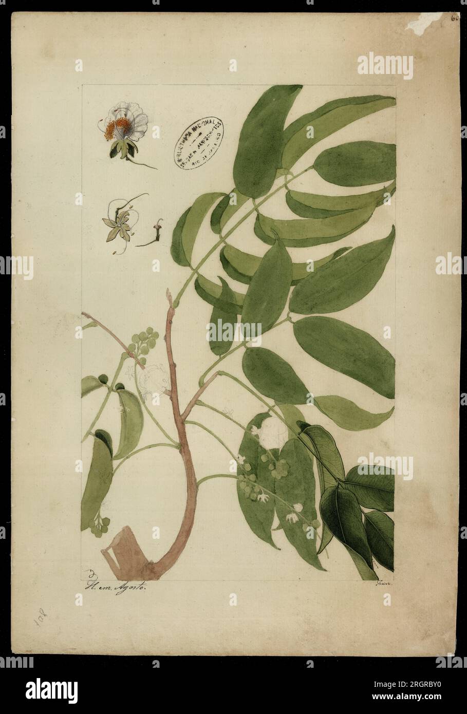 Swartzia hi-res stock photography and images - Alamy