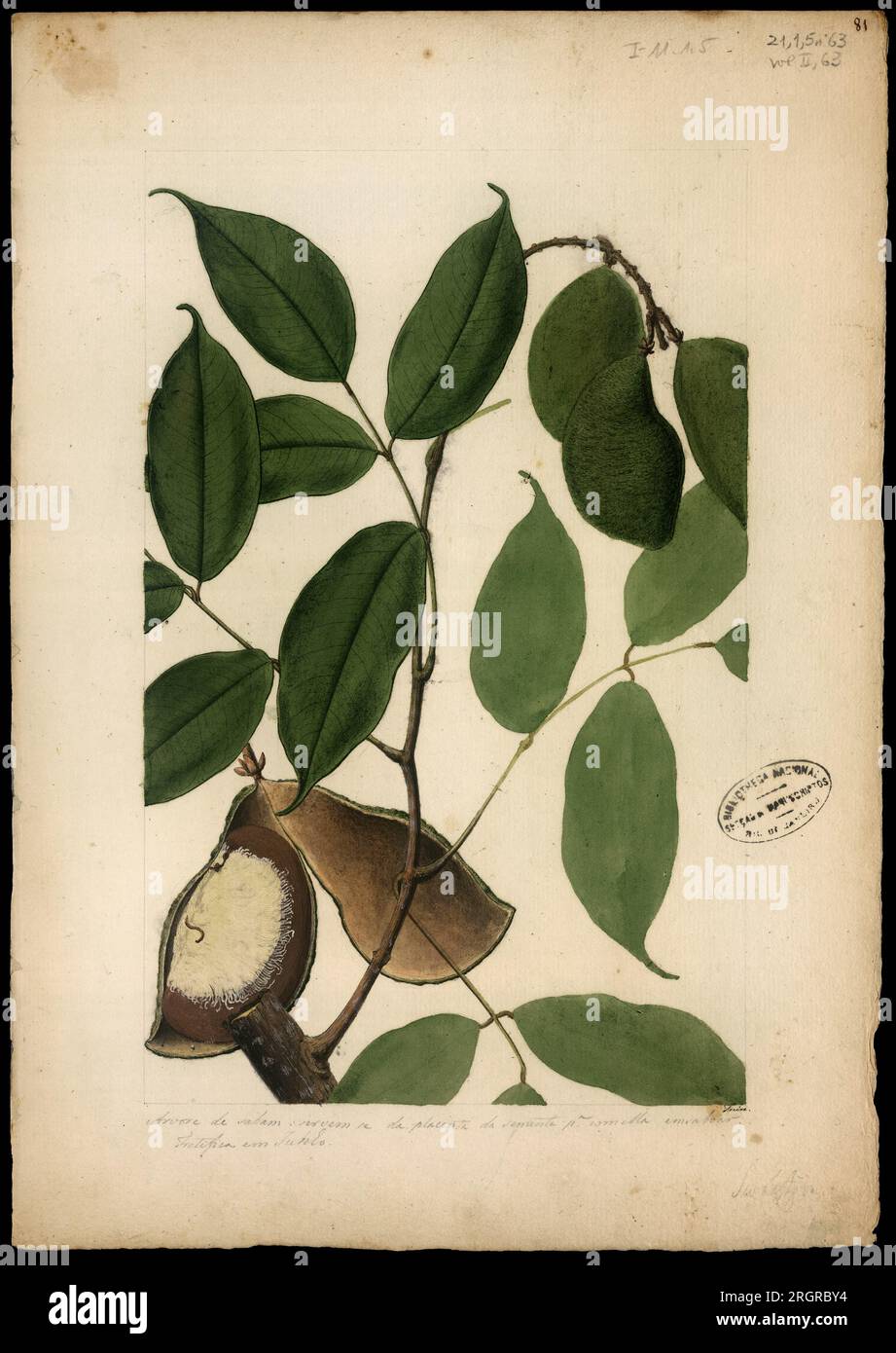 Swartzia hi-res stock photography and images - Alamy