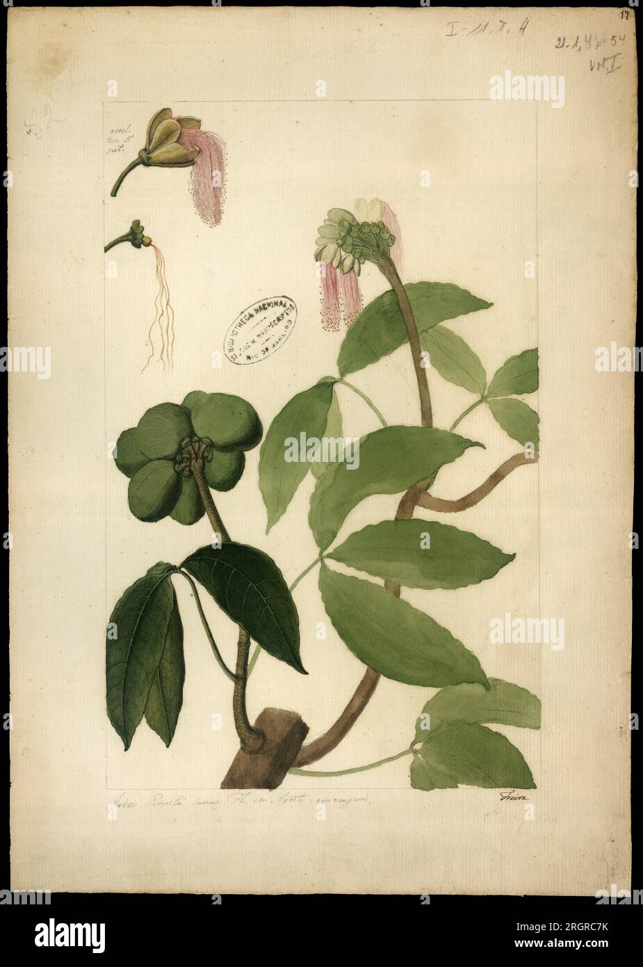 (Caryocar) 18th century by José Joaquim Freire Stock Photo - Alamy