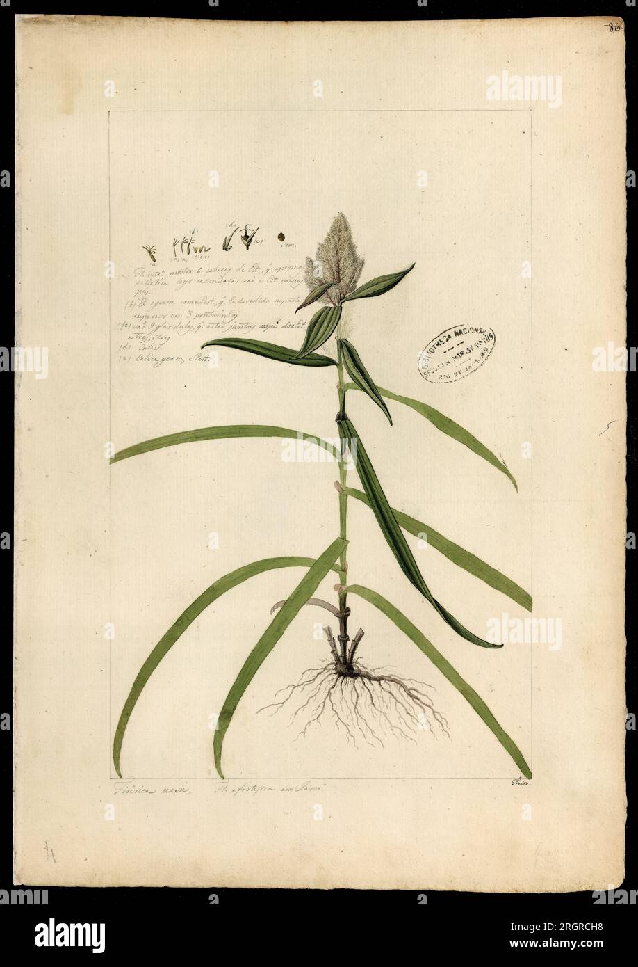 (Cyperaceae) 18th century by José Joaquim Freire Stock Photo - Alamy