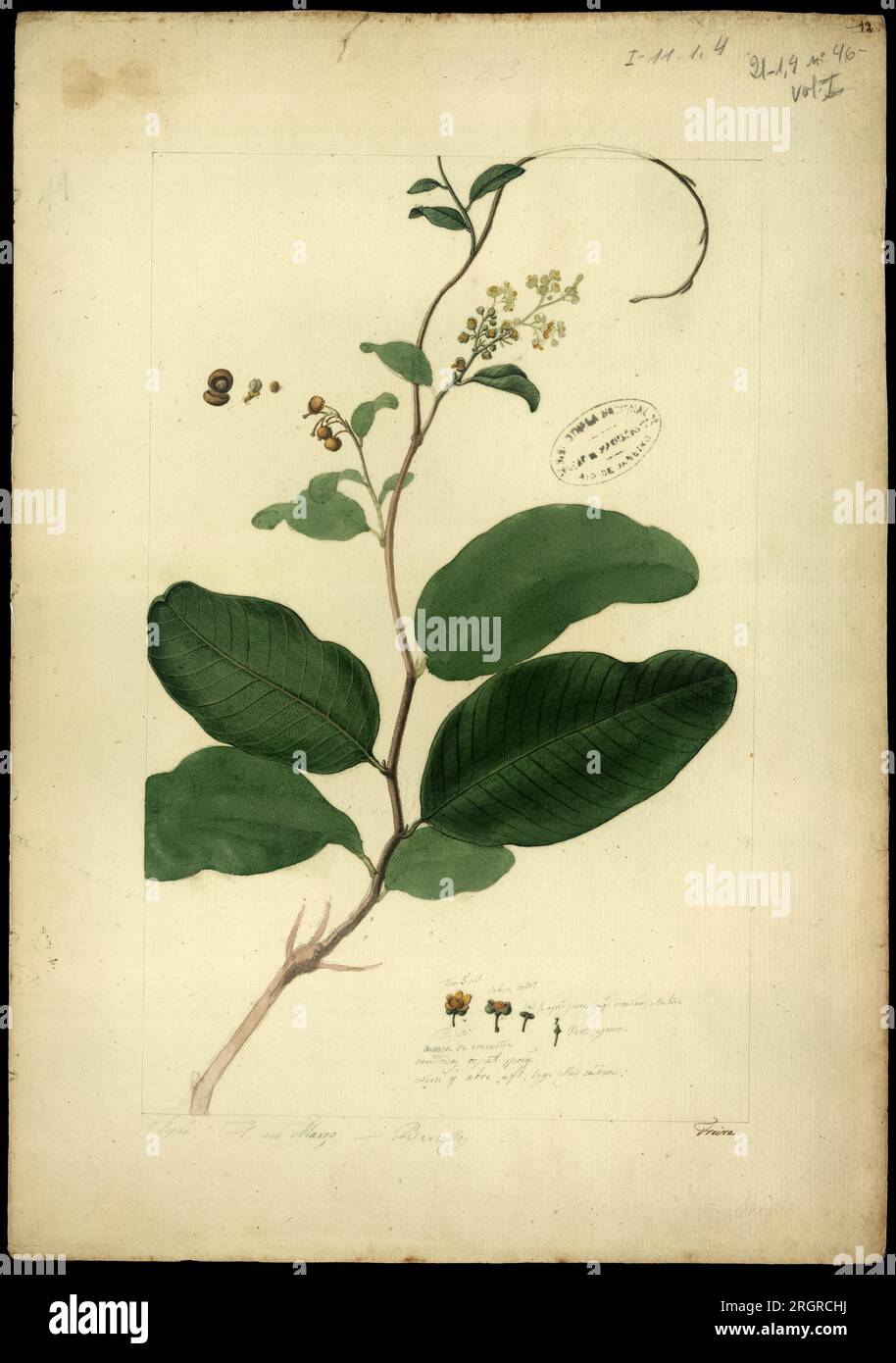(Davilla lucida) 18th century by José Joaquim Freire Stock Photo - Alamy