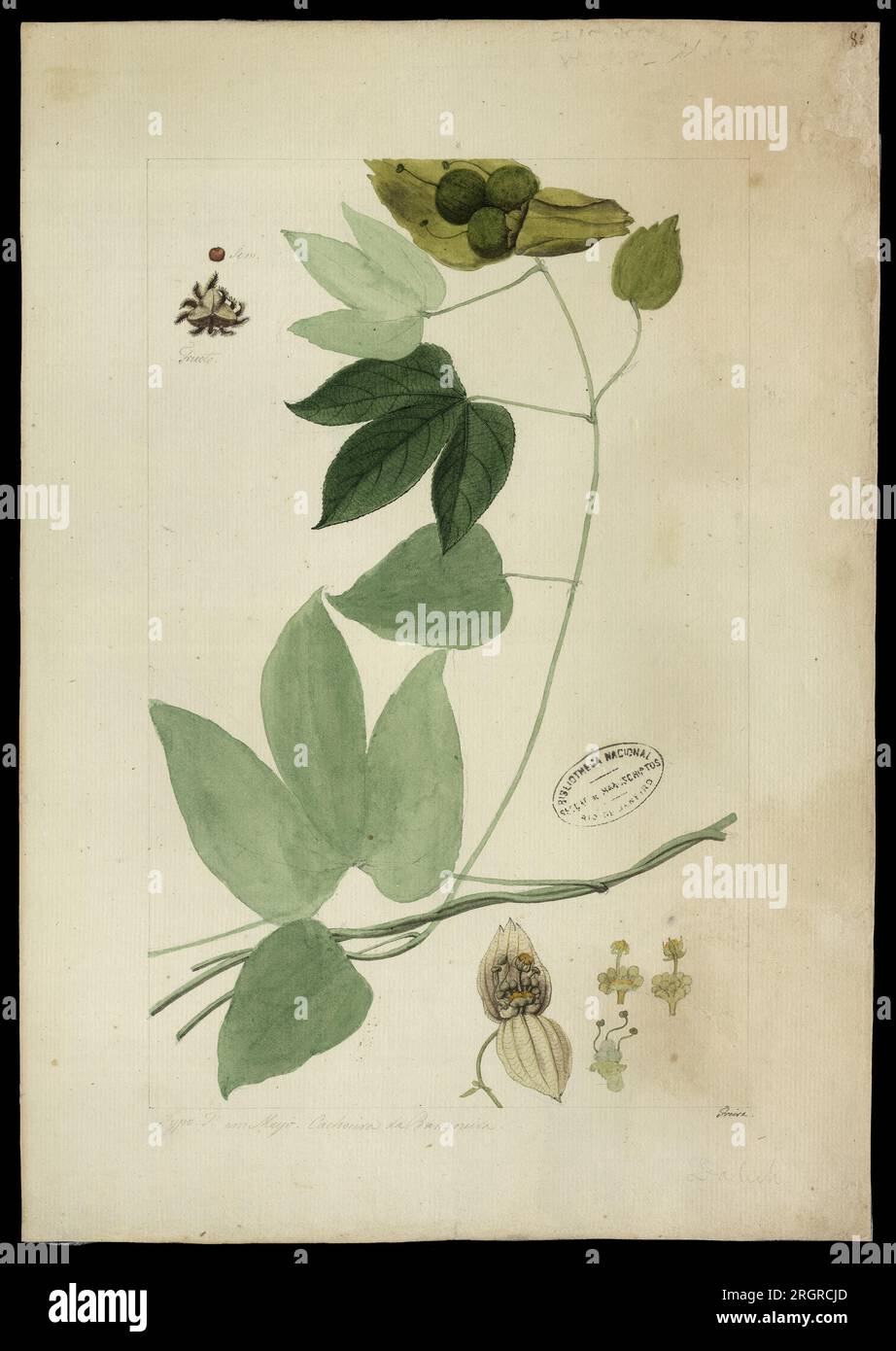 Dolechampia hi-res stock photography and images - Alamy