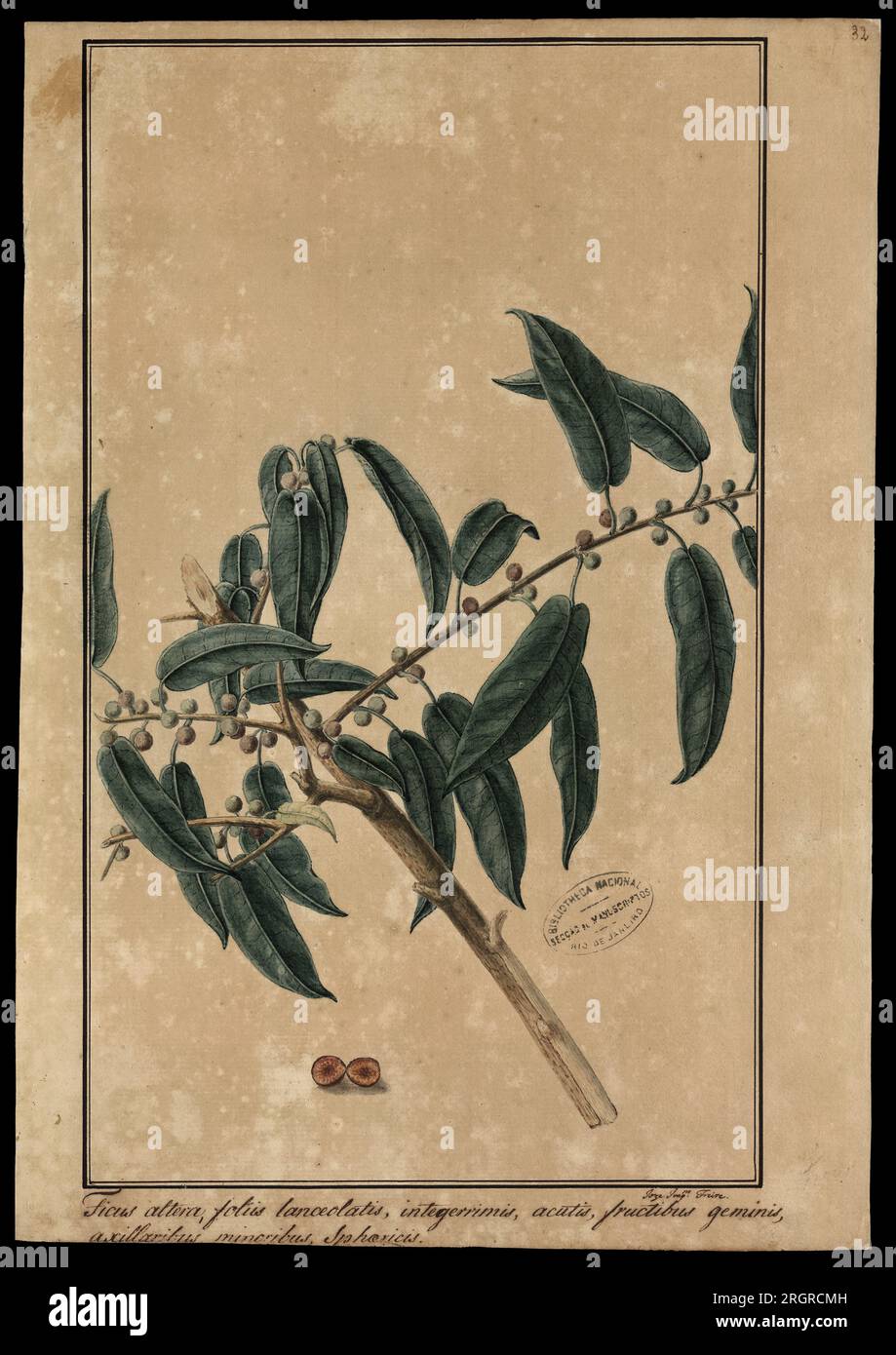 (Ficus) 18th century by José Joaquim Freire Stock Photo - Alamy