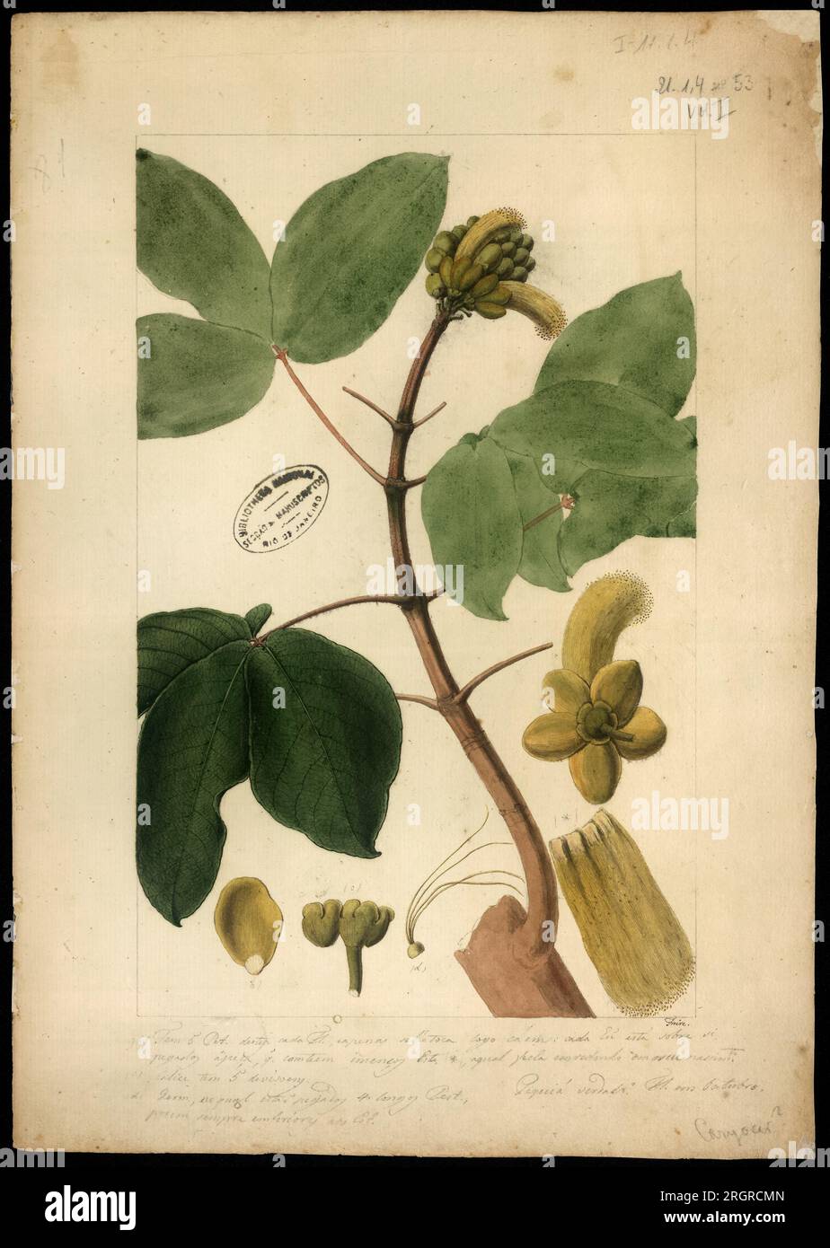 (Flora brasileira sem identificação) 18th century by José Joaquim ...