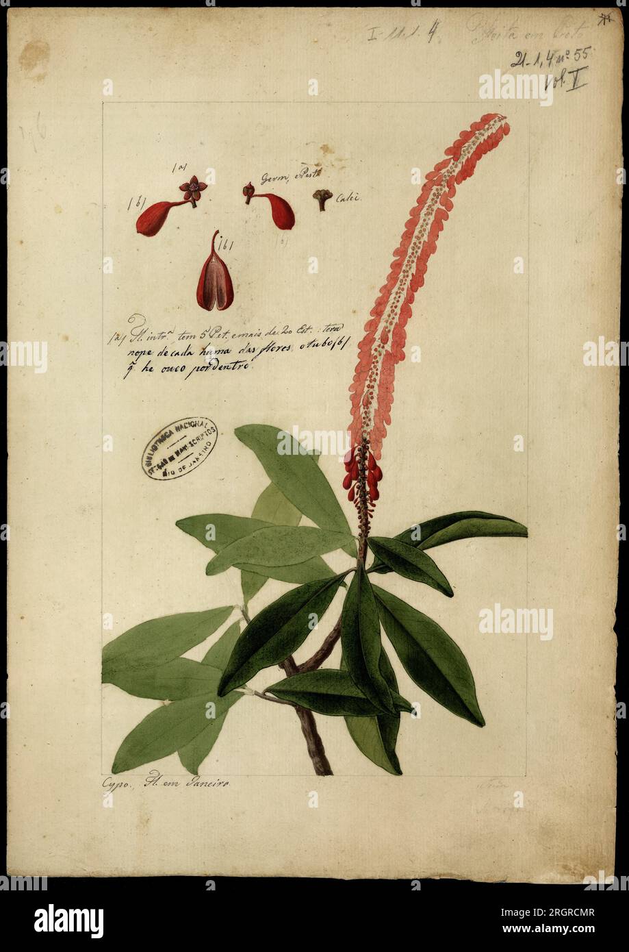 (Flora brasileira sem identificação) 18th century by José Joaquim ...