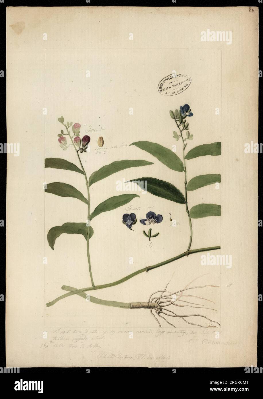 (Flora brasileira sem identificação) 18th century by José Joaquim ...