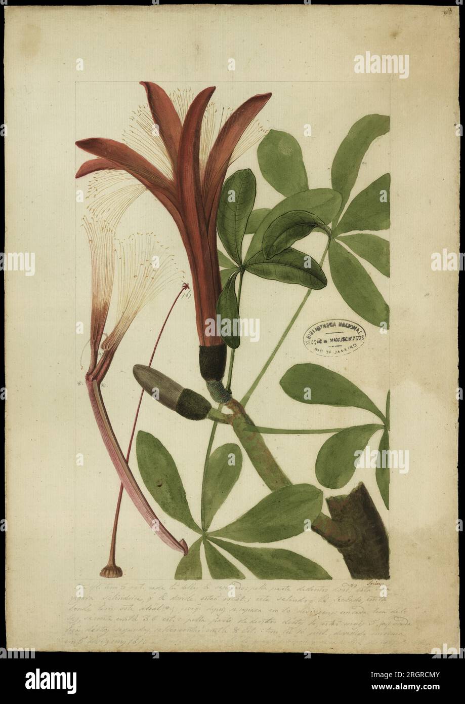 (Flora brasileira sem identificação) 18th century by José Joaquim ...