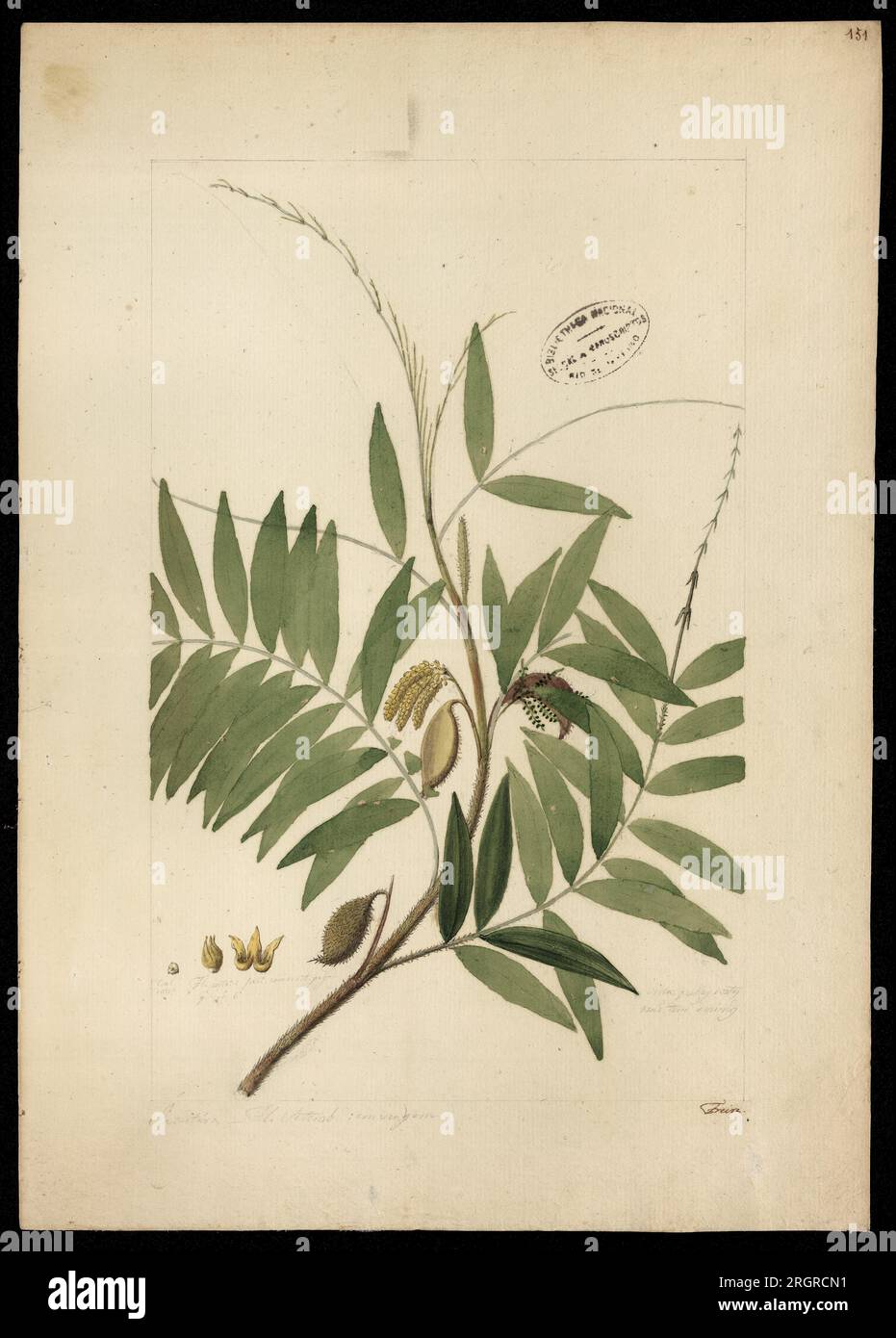 (Flora brasileira sem identificação) 18th century by José Joaquim ...