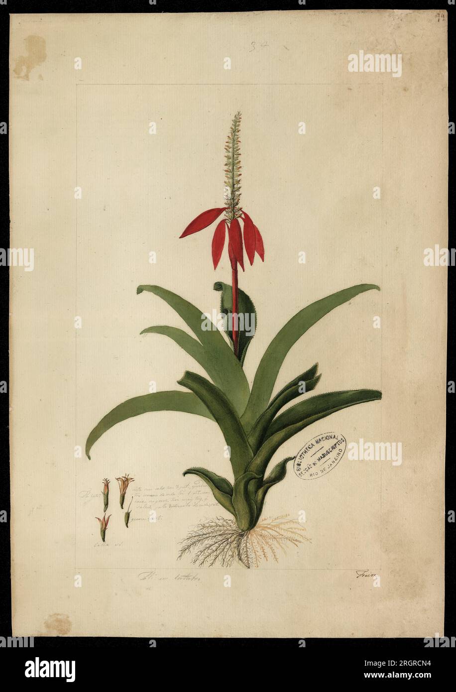 (Flora brasileira sem identificação) 18th century by José Joaquim ...