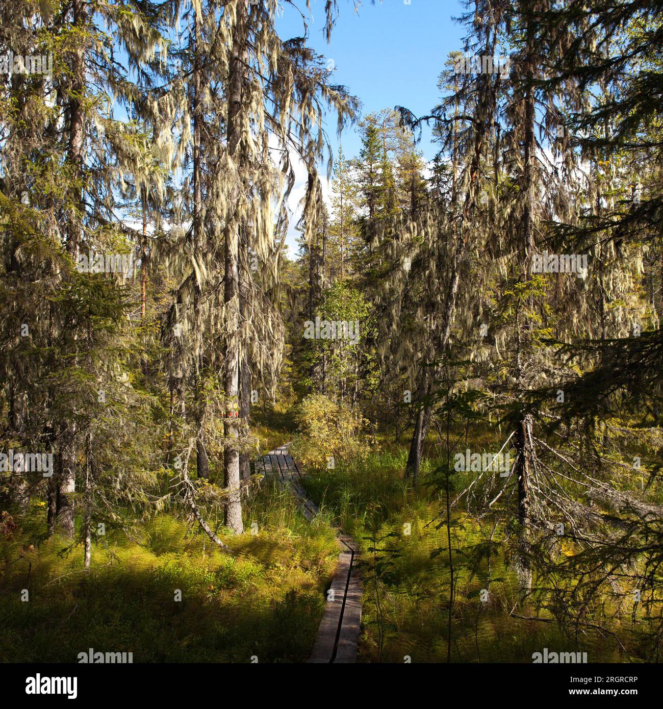 Trees with lichen in a primeval forest, late seral forest. Path and ...