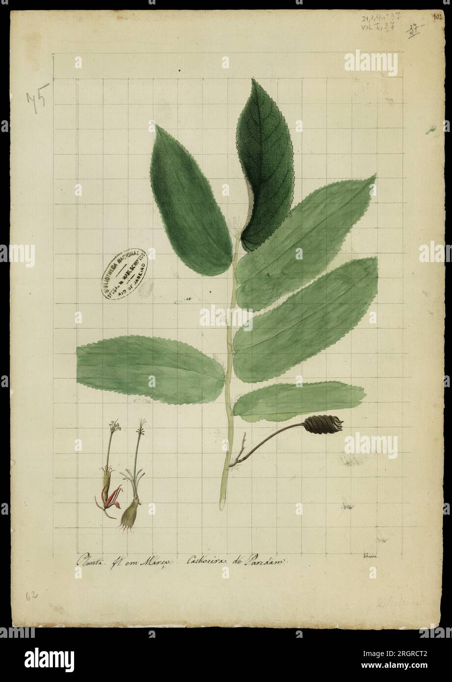 Hibcteres hi-res stock photography and images - Alamy