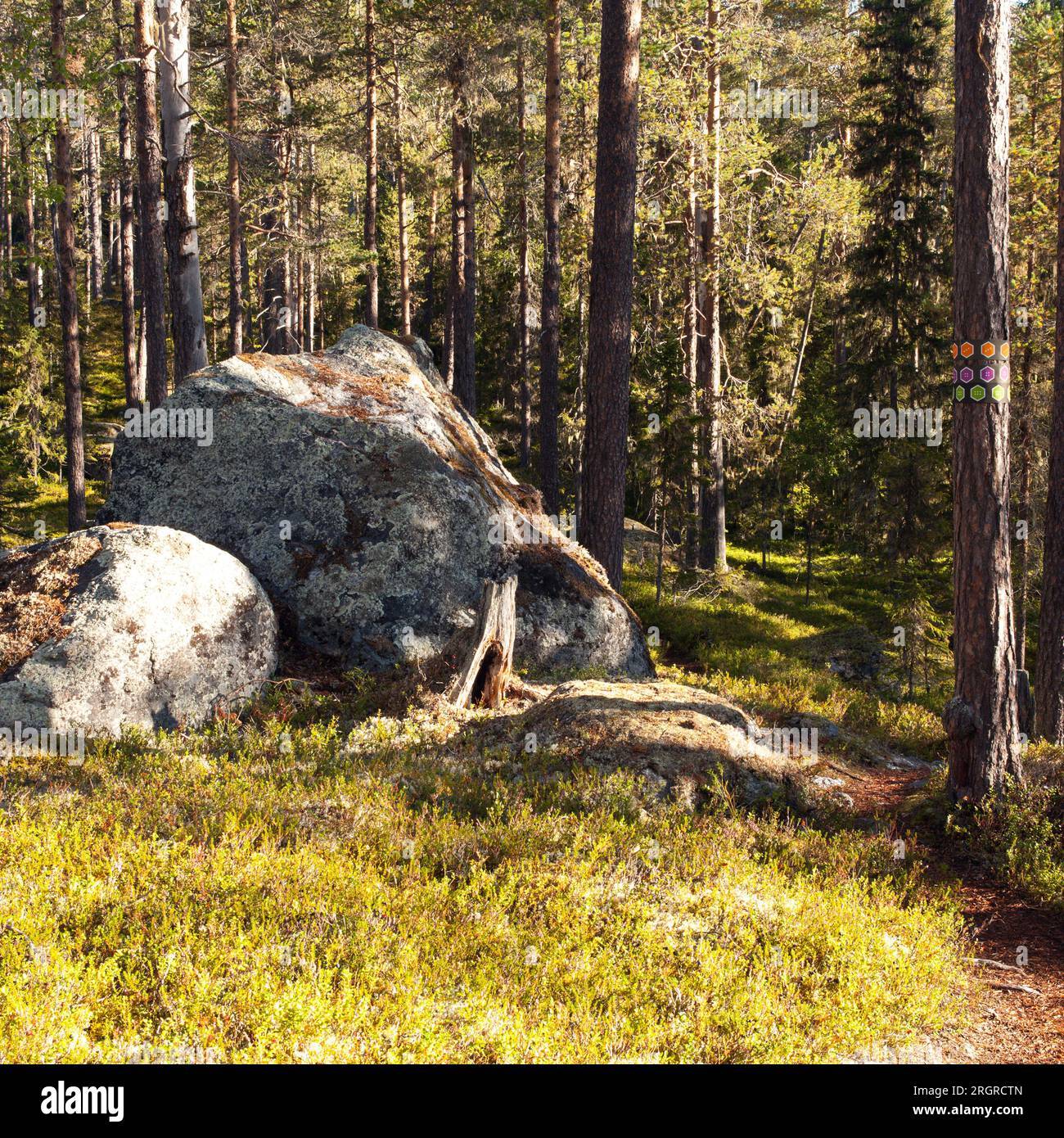 Huge boulders in a primeval forest, late seral forest. Pines ...