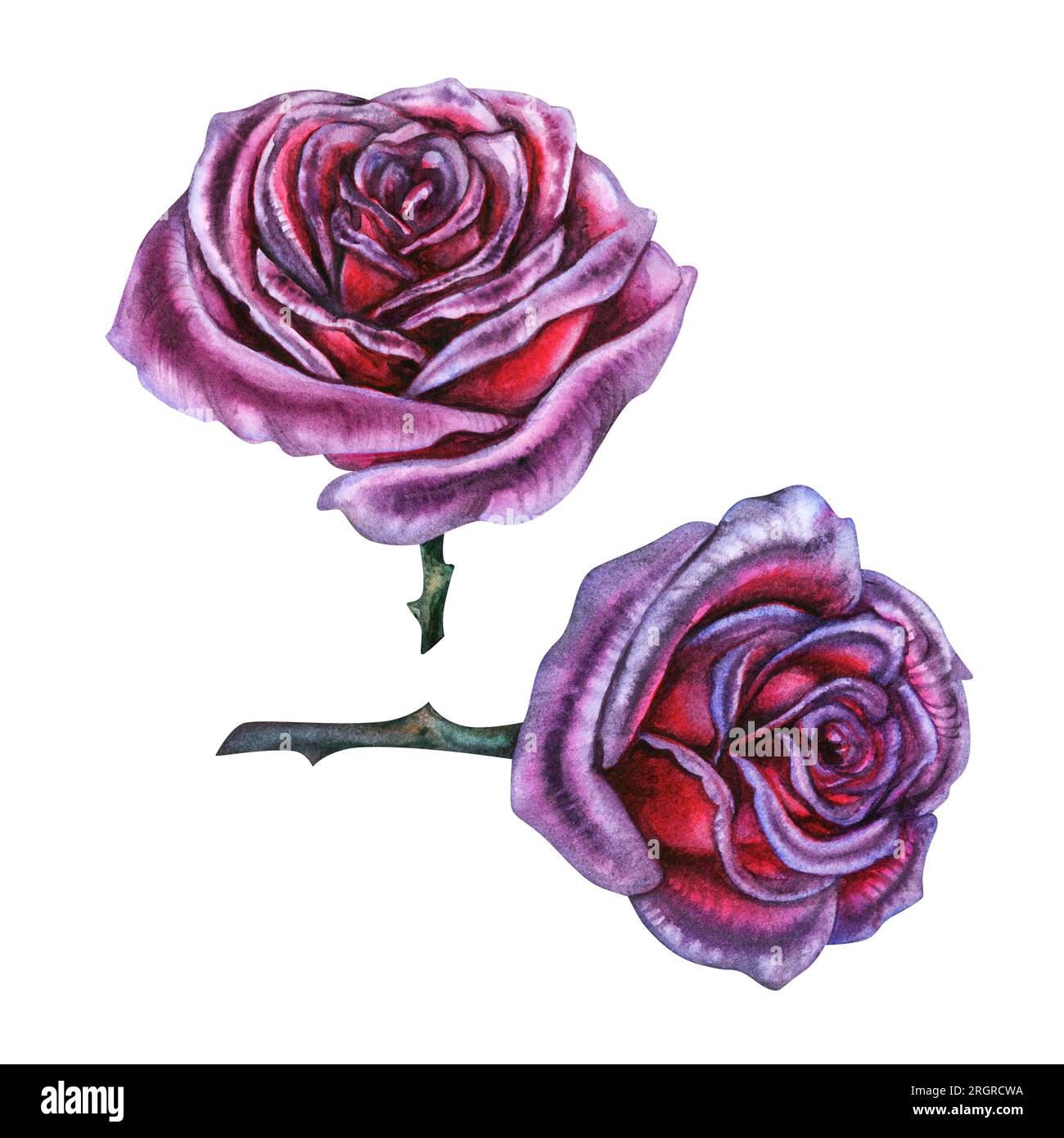 Dark purple roses hand drawn watercolor for design cards, invitations ...