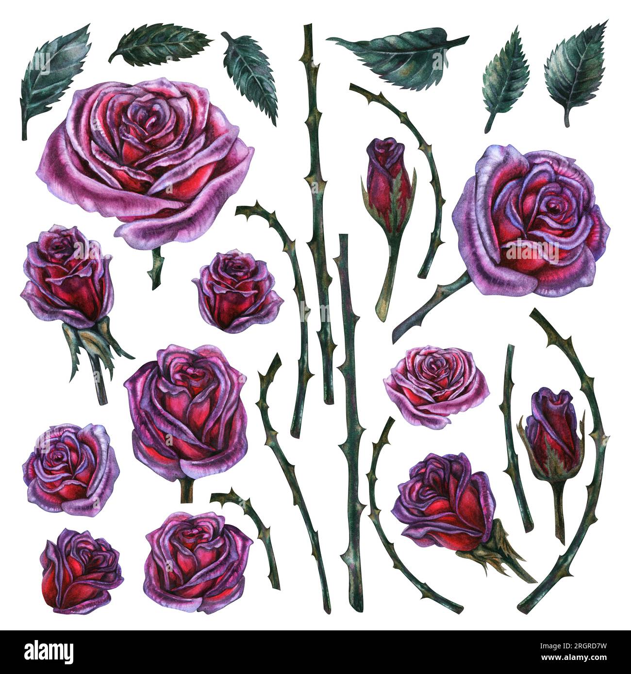 Dark purple roses with stems and leaves hand drawn watercolor for ...