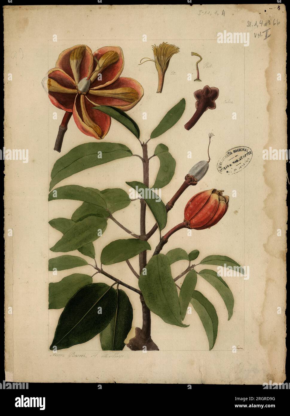 Platonia insignis hi-res stock photography and images - Alamy