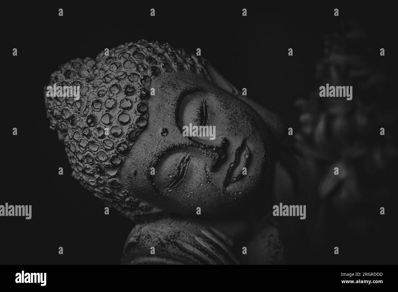 Let's bloom. (B&W Version Stock Photo - Alamy