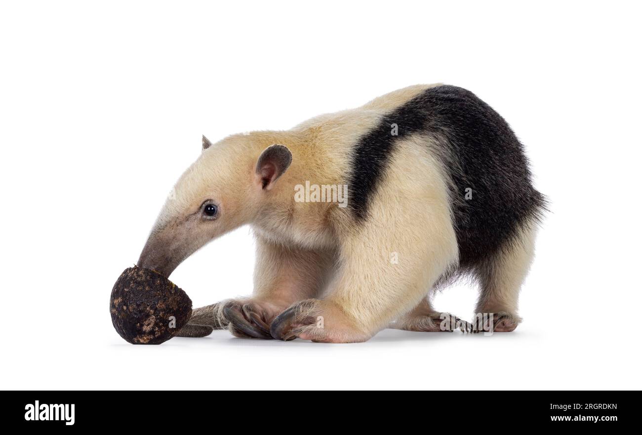 Southern anteather aka Tamandua tetradactyla standing side ways ...