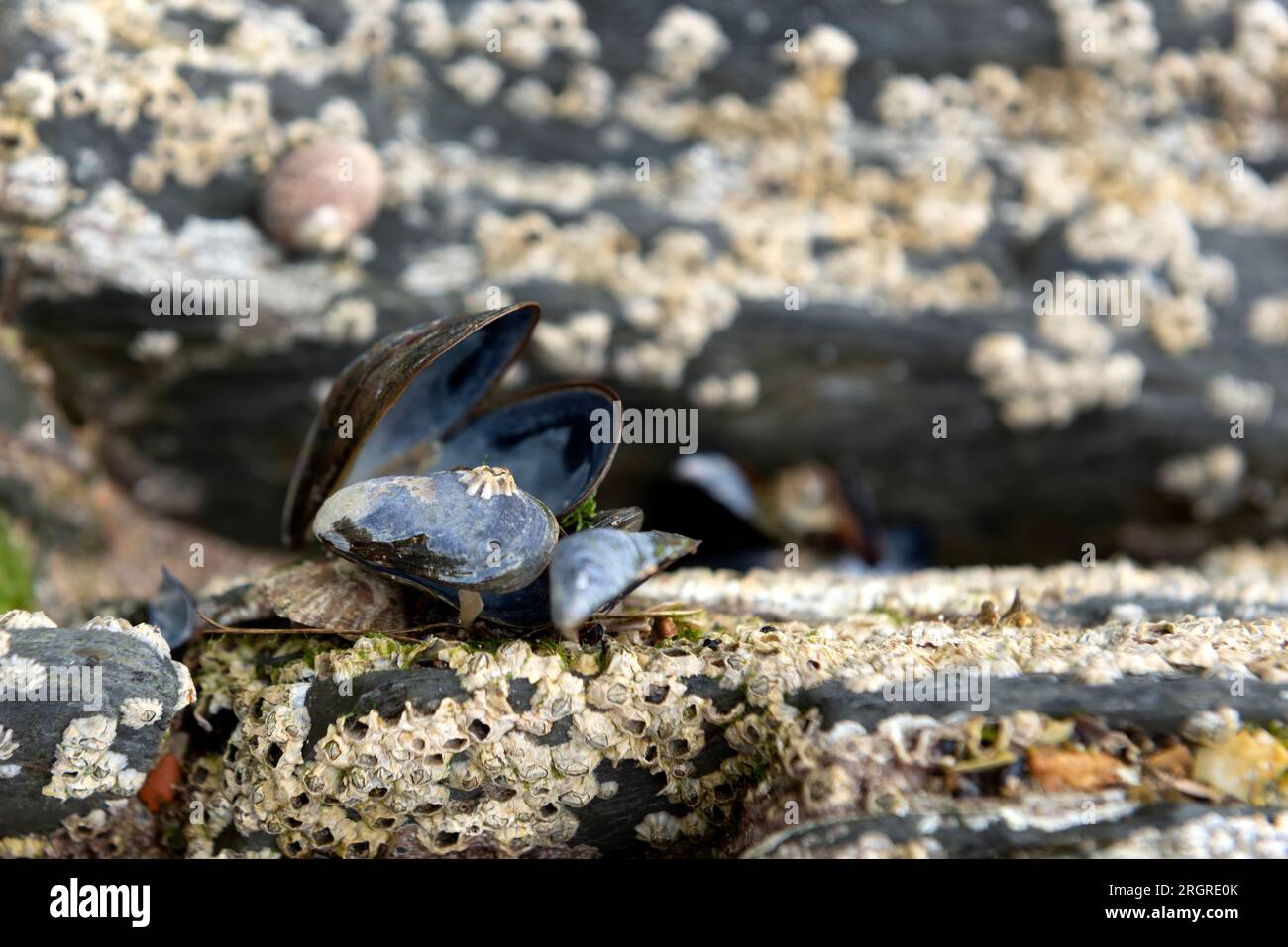 Mussels barnacles on coastal hi-res stock photography and images - Alamy