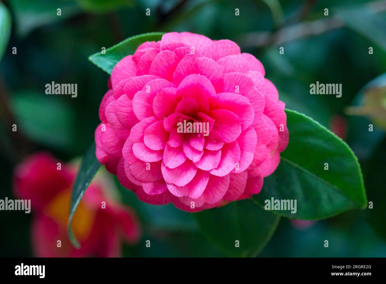 Middlemist Camelia-The rare plant, brought to Britain from China ...
