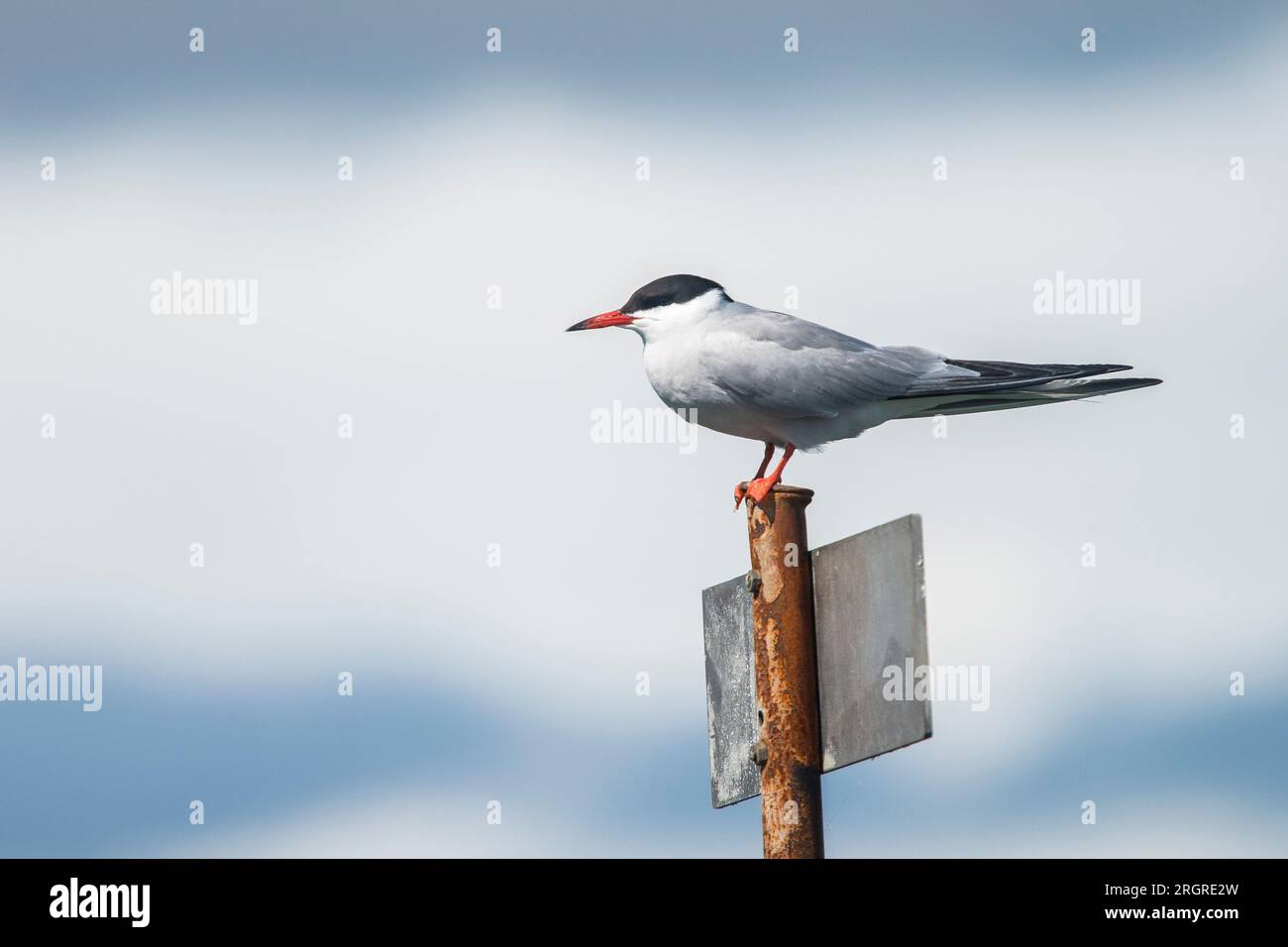 Common Tern perched on a post and resting along the St. Lawrence River ...