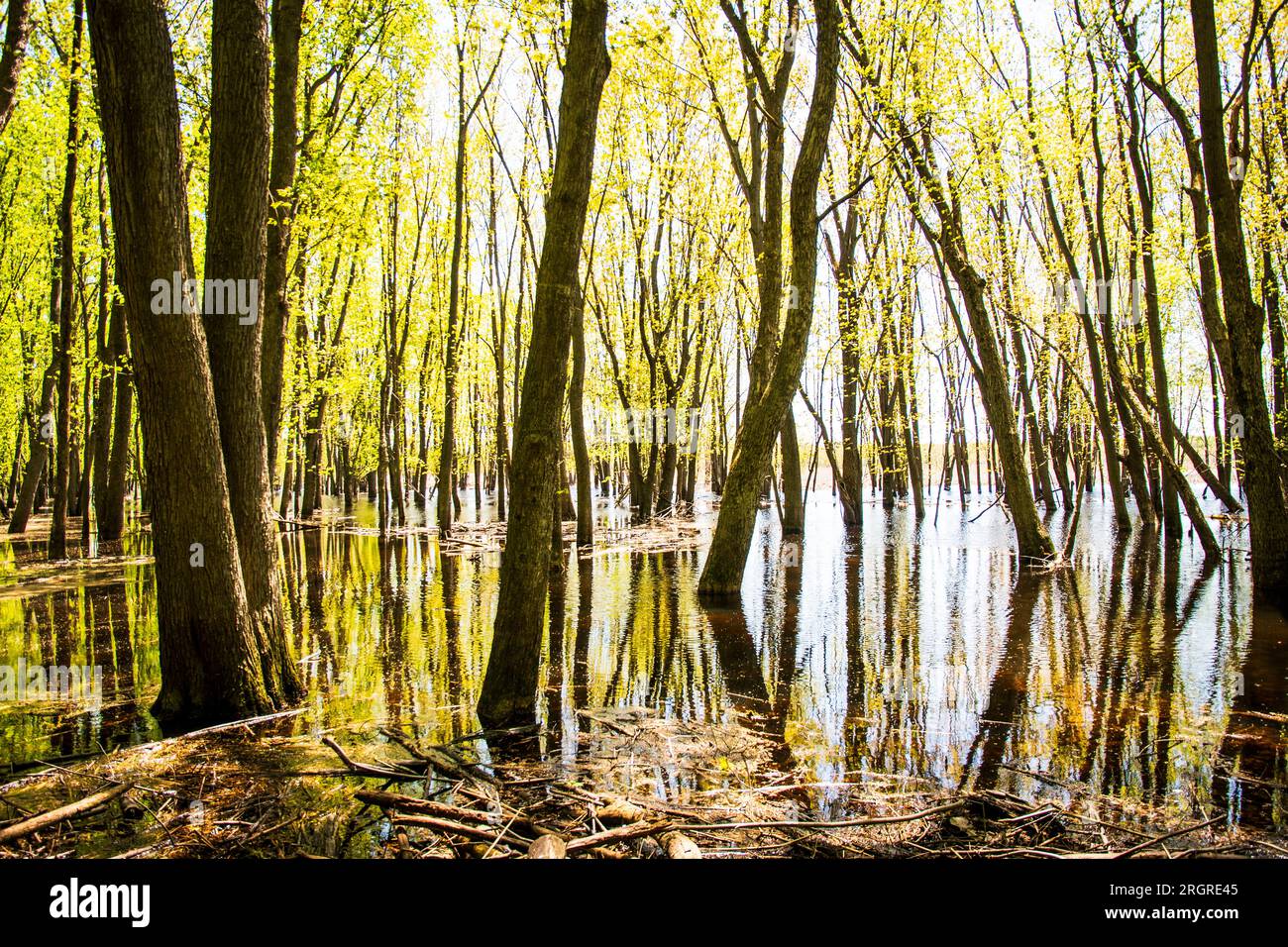 St lawrence forest hi-res stock photography and images - Alamy