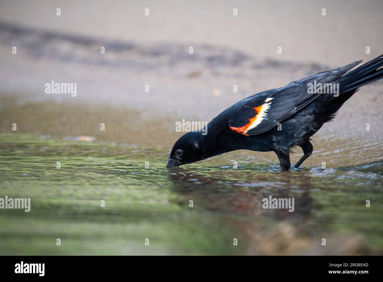 Thirsty Red-winged blackbird drinking water during a hot summer day ...