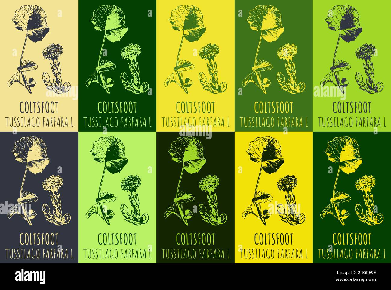 Set of vector drawing COLTSFOOT in various colors. Hand drawn ...