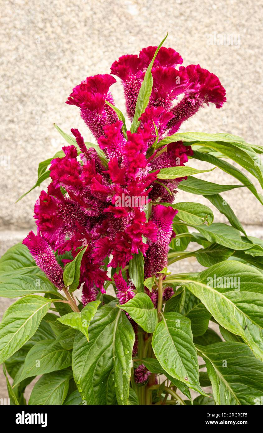 Celosia argentea flower head growing on outdoors Stock Photo - Alamy