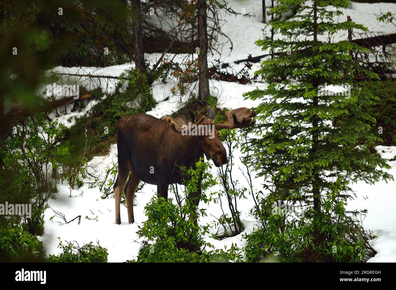 Moose in the snow Stock Photo - Alamy
