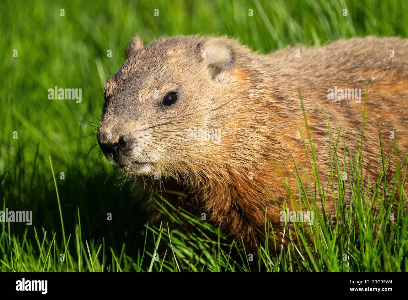 Groundhog foraging for food in the grass Stock Photo - Alamy