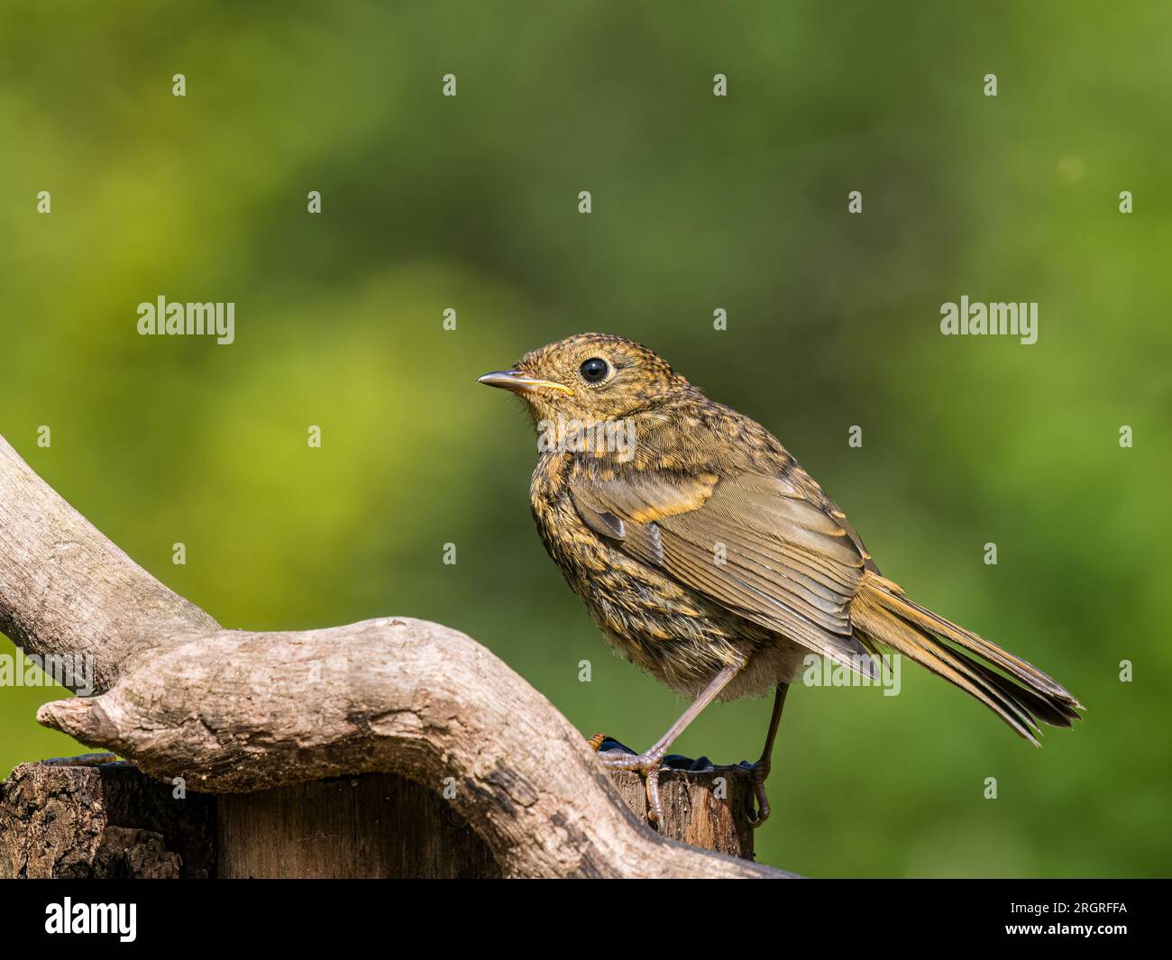 Robin summer hi-res stock photography and images - Alamy