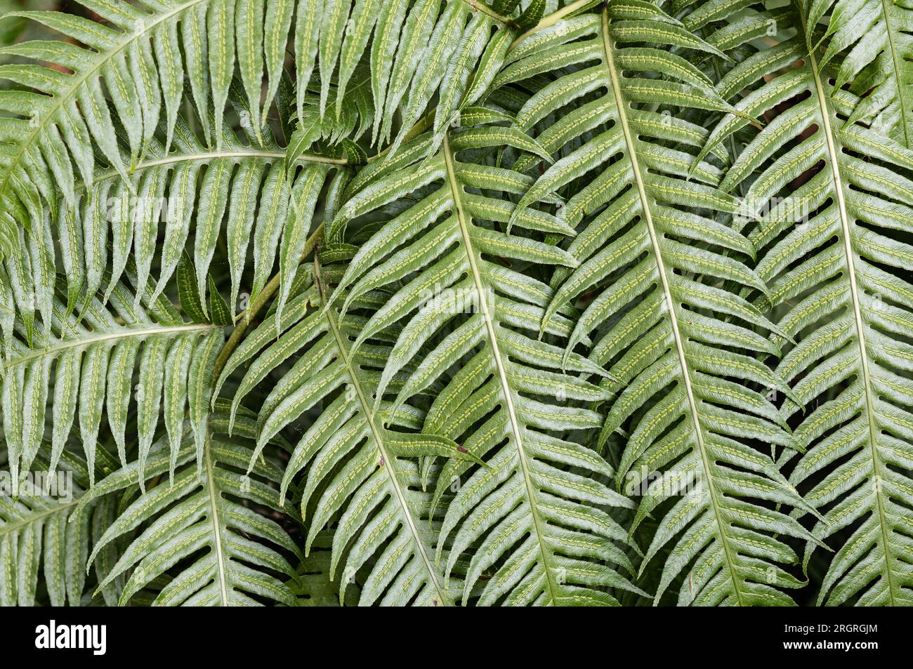 Lush fern background growing on outdoors. Full frame Stock Photo - Alamy