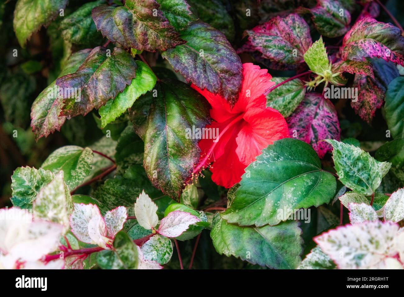 Graceful Mottled Beauty: A plant with a large pink hibiscus flower ...