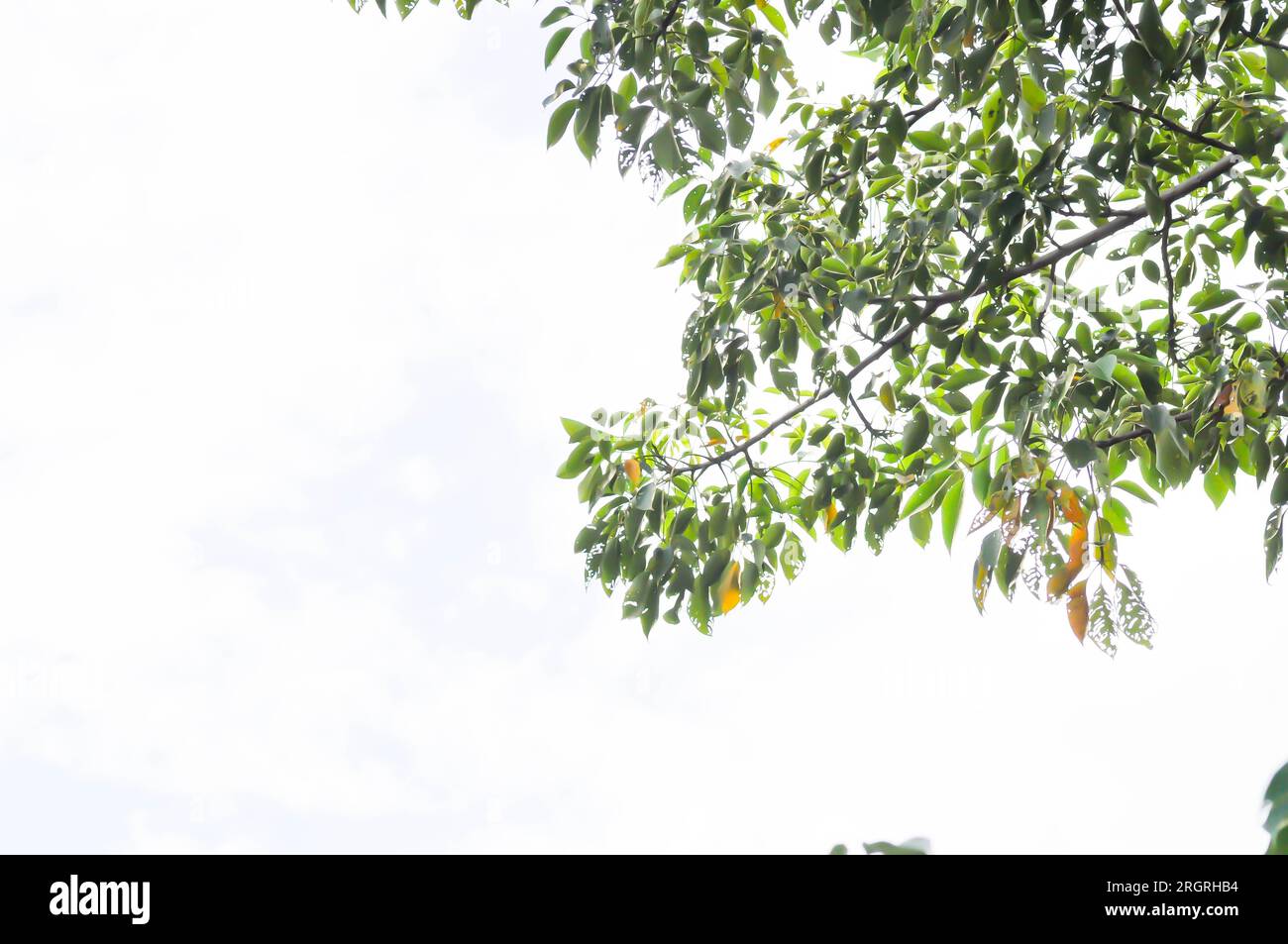 Bombax anceps Pierre, nBombacaceae,Bombax ceiba Linn or BOMBACACEAE and ...