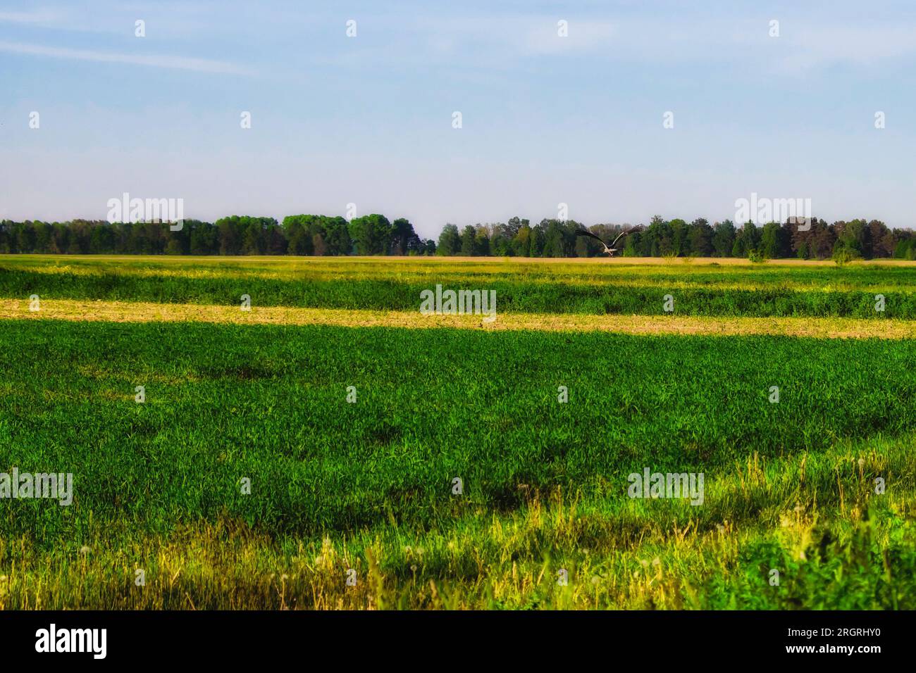 Dense green grasses grow in the field. Farmland. Scenery Stock Photo ...